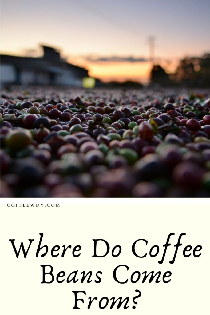 Where Do Coffee Beans Come From?